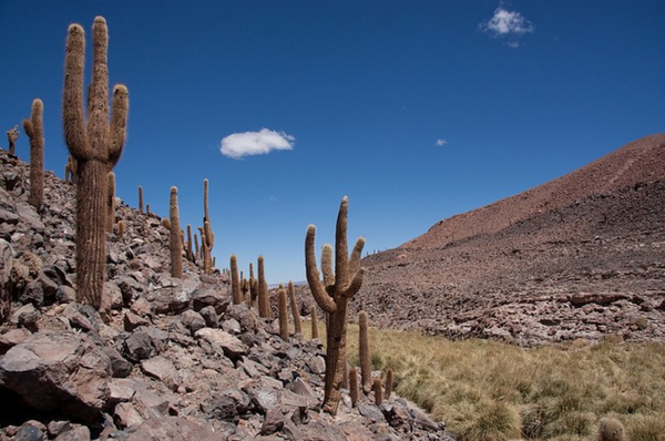 Agência de Turismo Em Atacama